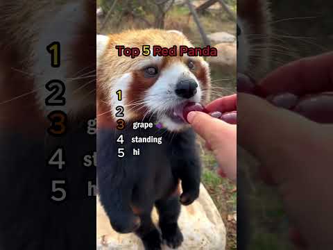 Top 5 ADORABLE Red Panda Moments! 🥰🐼 #RedPanda #CuteAnimals #Shorts
