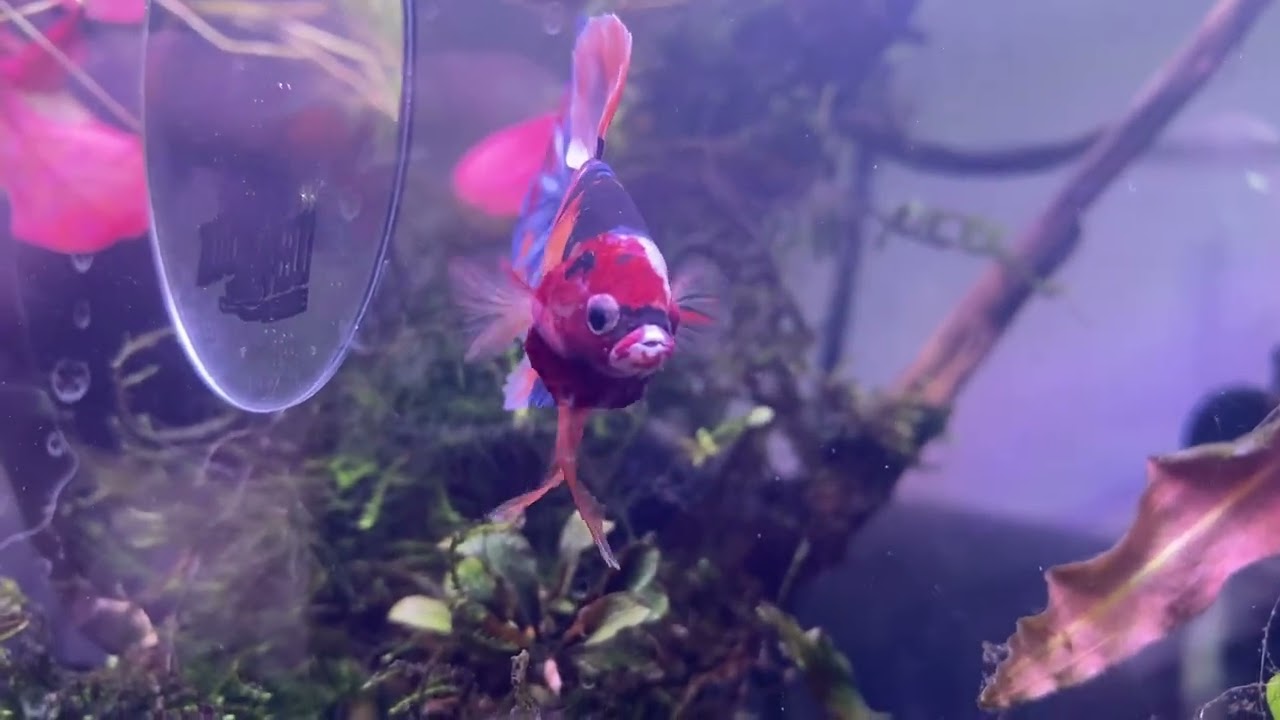 Betta pooping