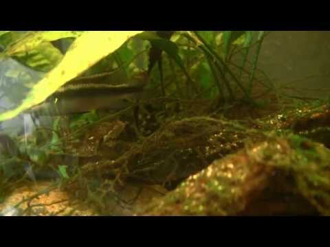 Common Kribensis (Pelvicachromis pulcher) fry | El Naturale: Vancouver