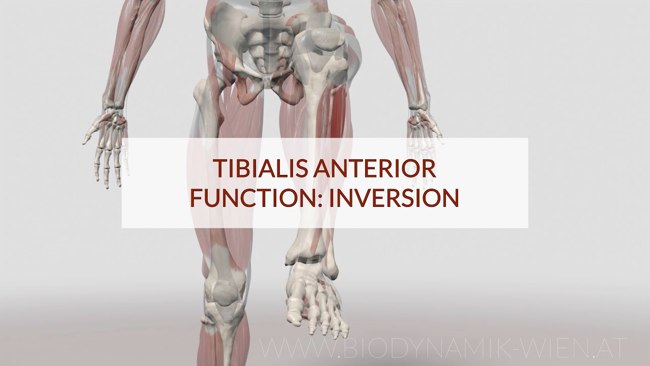 Tibialis Anterior Function: Inversion (3D Animation)