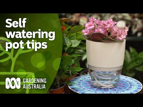 The pros and cons of self-watering pots and how to use them | Indoor Plants | Gardening Australia