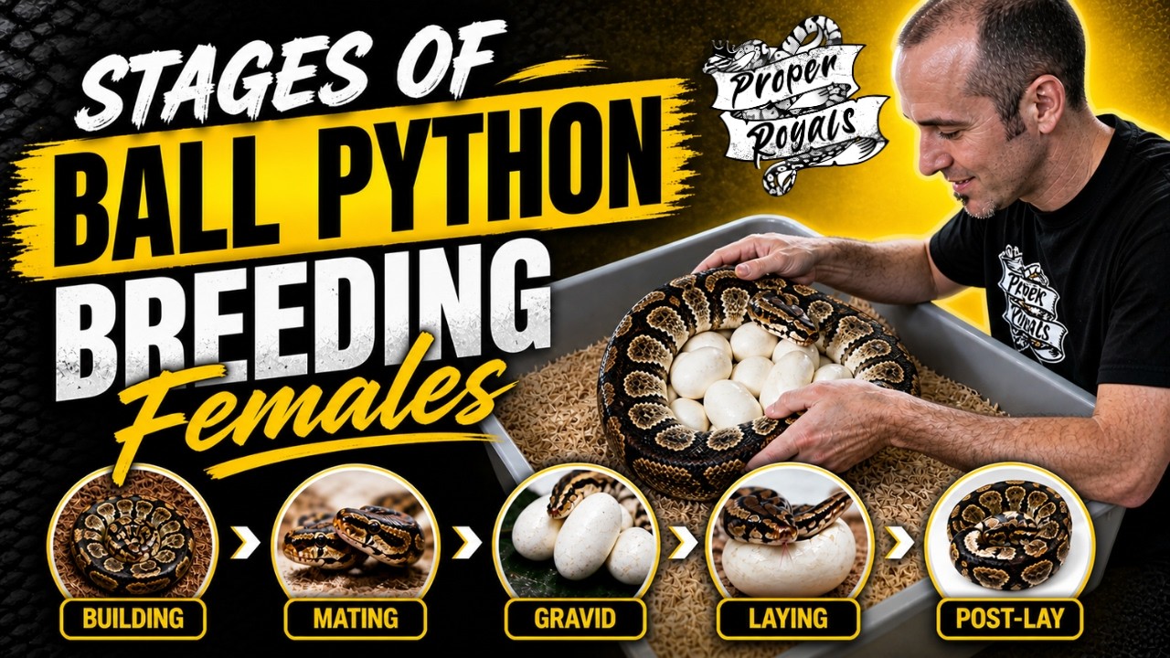 THE Female Ball Python Breeding Cycle: Signs, Timing & Best Practices - without an Ultrasound