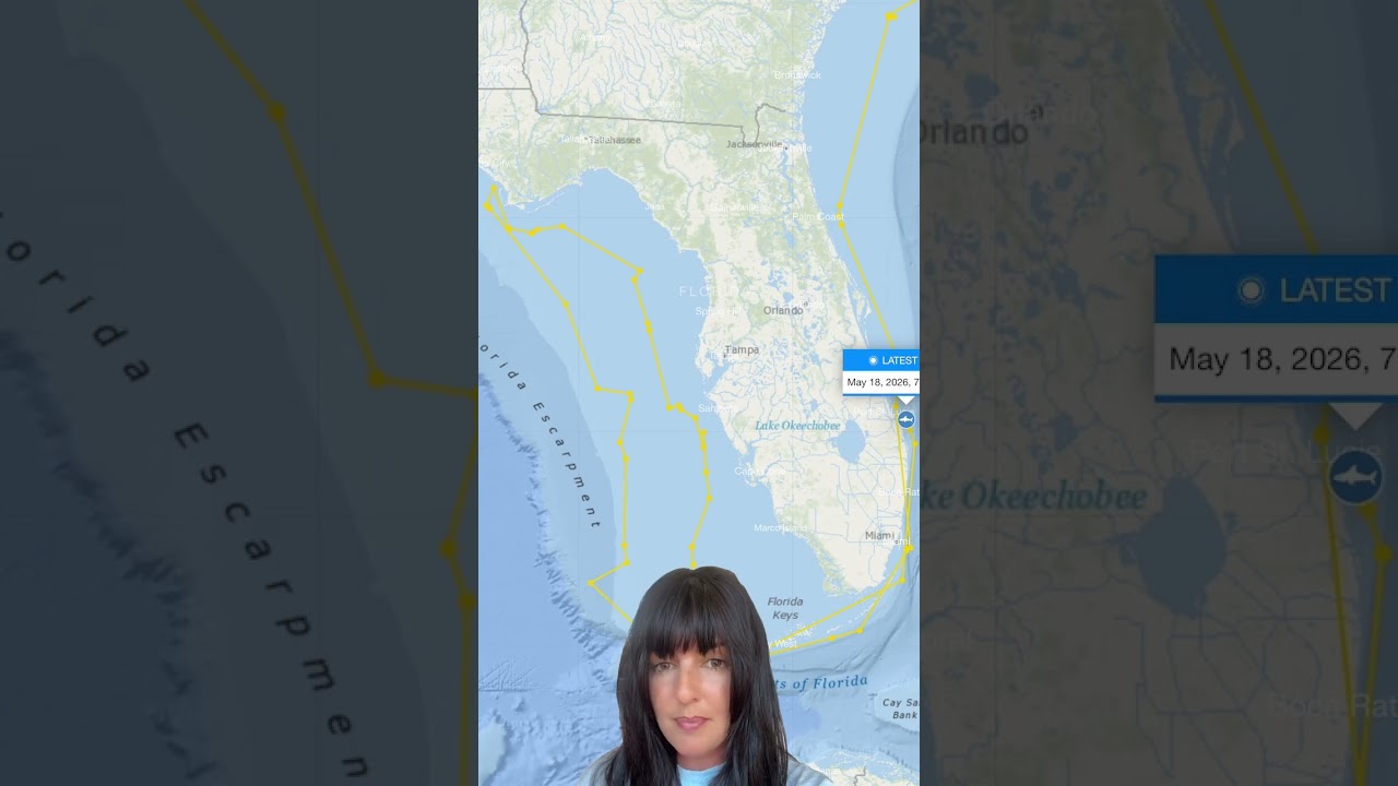 SUMMER WHITE SHARK MIGRATION IS HEATING UP 🔥