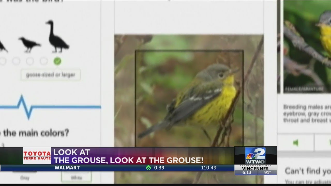 Tech Talk-Insect Identification Apps