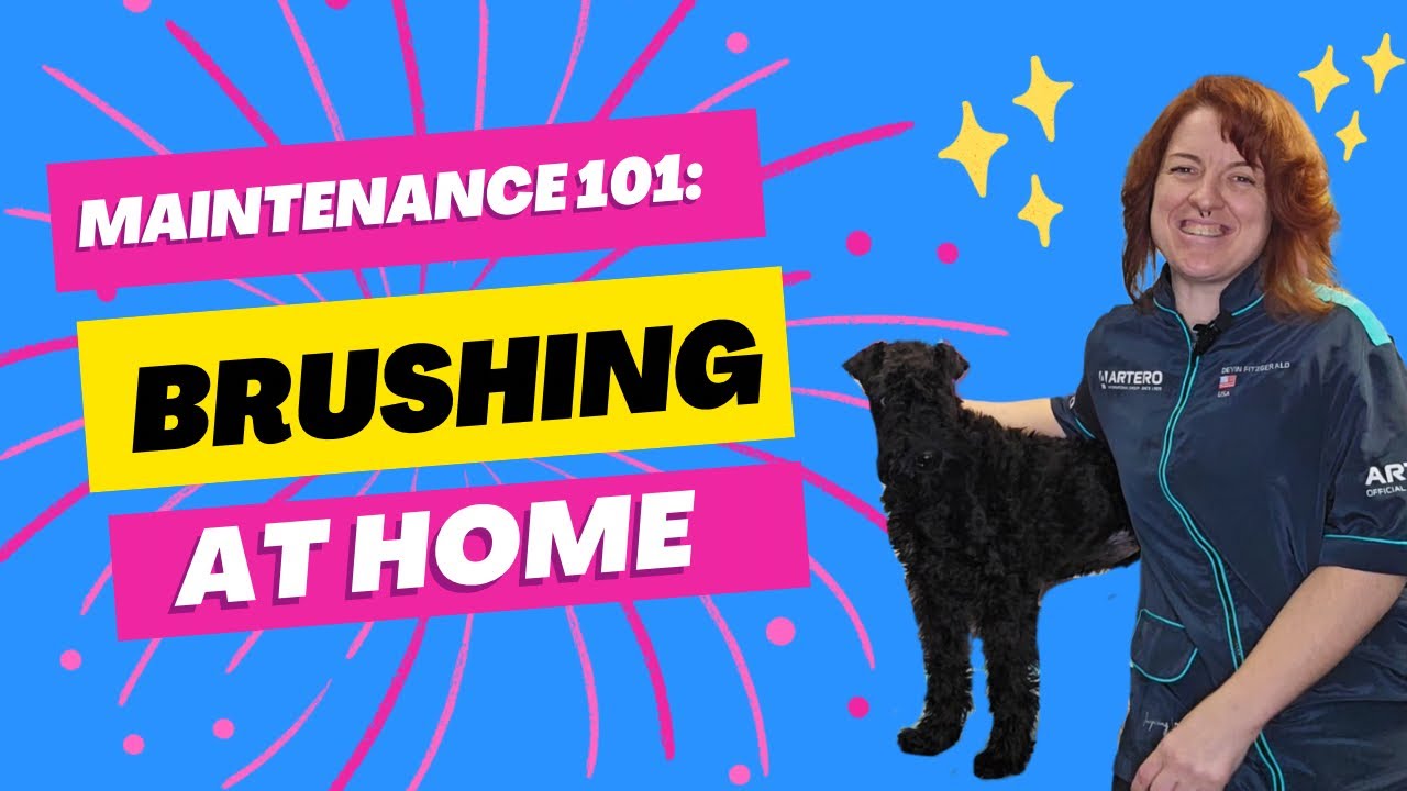 How To: Properly Brush Out Your Dog’s Coat