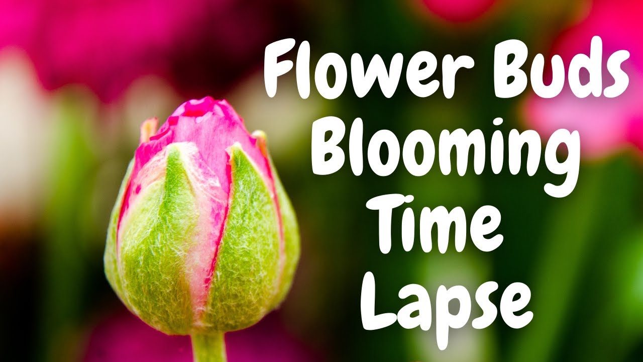 Flower Buds Blooming Time Lapse -