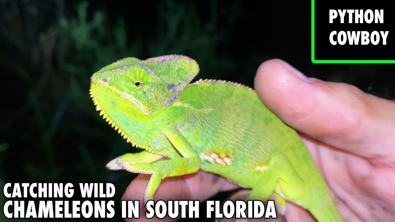 Catching Chameleons At A Secret Location In South Florida