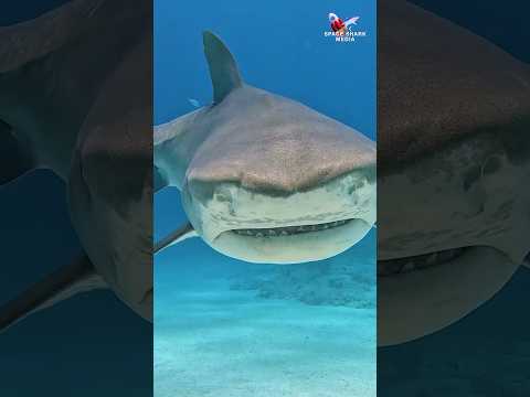 Tiger Shark teeth #nature #ocean #explore #teeth #shark #sharks Tiger Beach Emily aka Jitterbug