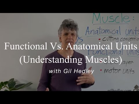 Understanding muscle tissue – Anatomical units and functional units ...
