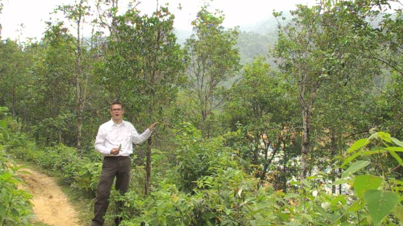 Frontier Co-op Organic Star Anise Sourcing in Vietnam