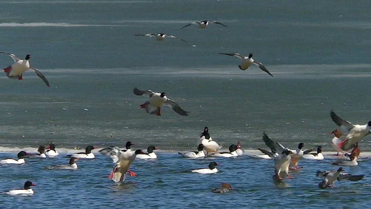 Common Mergansers