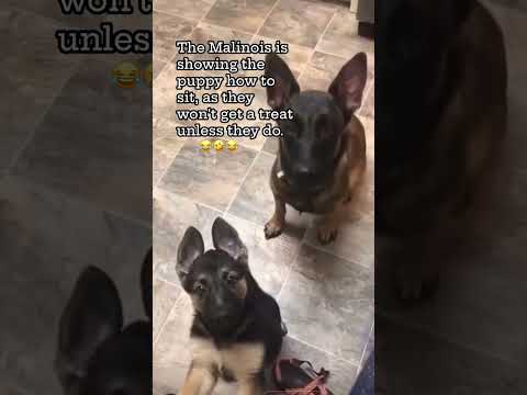 Smartest dog breed “ Belgian Malinois “ ???????????? #asgardmalinois #ludwigmalinois  #lunathegsd