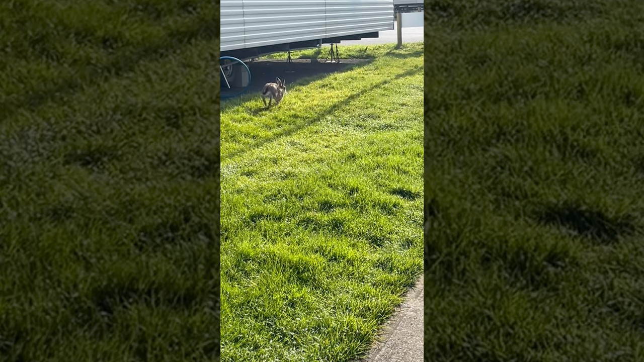 I was so excited to see a hare ! #viral #hare #cute #interesting #nature #wildlife #viralmoment