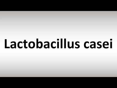 How to Pronounce Lactobacillus casei