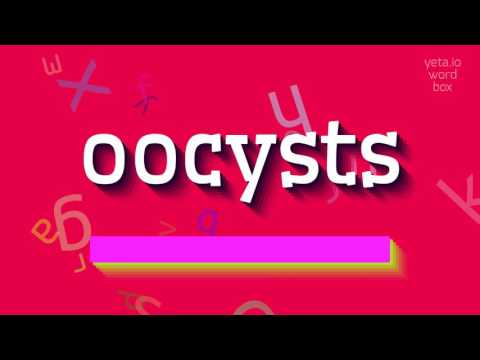 How to say "oocysts"! (High Quality Voices)