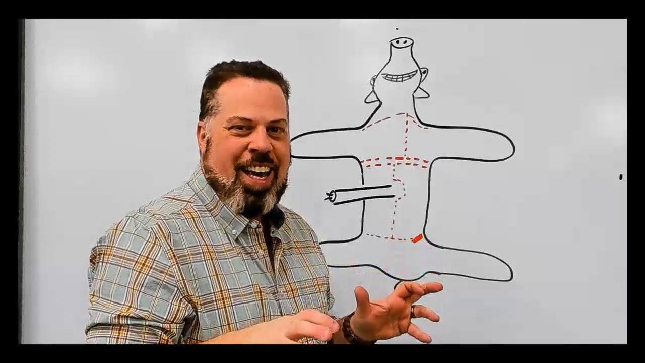 A&P 2:  Fetal Pig Dissection (How to Open the Pig) (LAB)