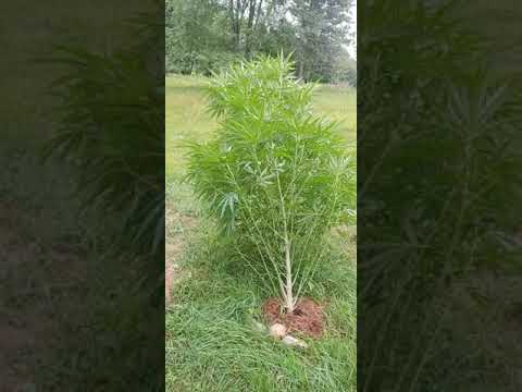 the struggle is real... male marijuana plant 2021