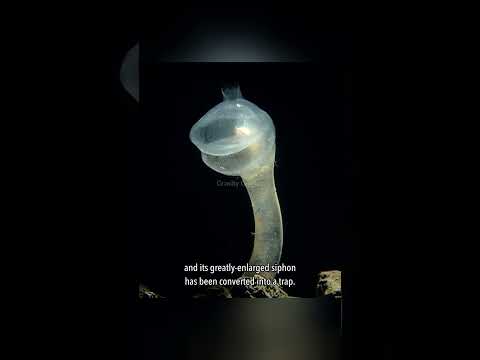 Tunicates: The Weirdest Deep Sea Creatures You’ve Never Heard Of