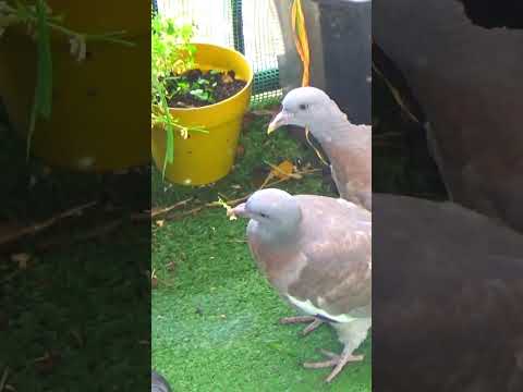 Baby Wood Pigeons, What Have You Found? / Balcony Bird Table 4K