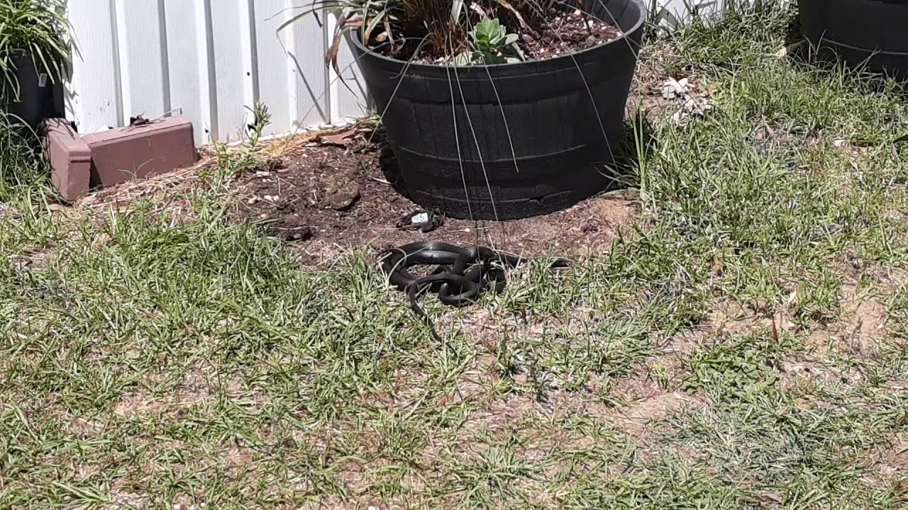 2 Black Snakes Mating