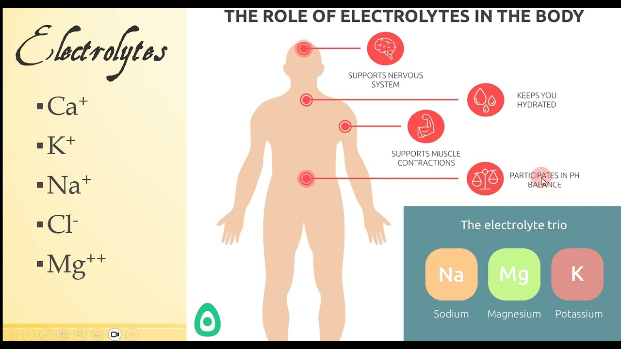 Bio 2 A&P Module 15 The Urinary System
