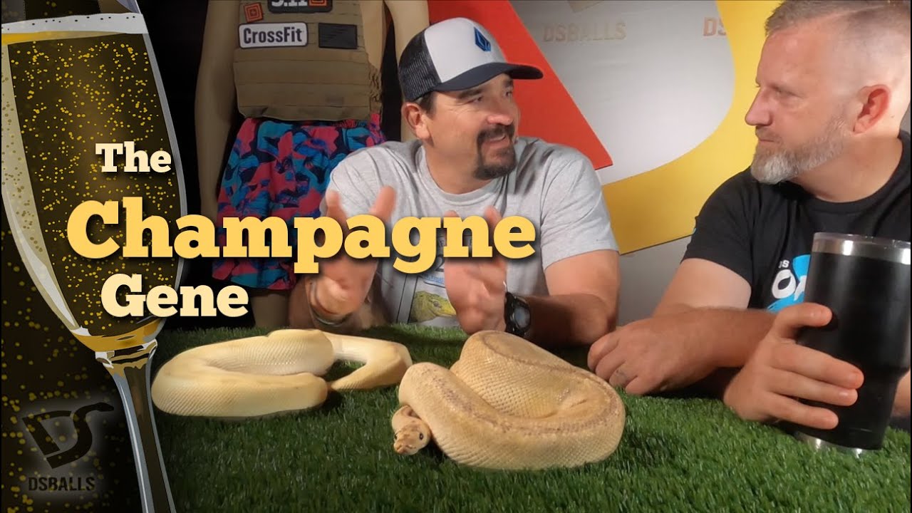 The Champagne Gene! Ball Python Breeding - DsBalls.com