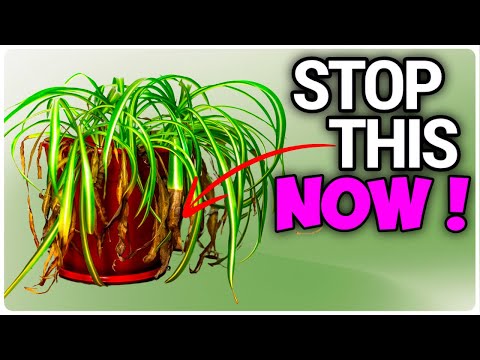 Stop Brown Tips on Your Spider Plant with These 7 Tips