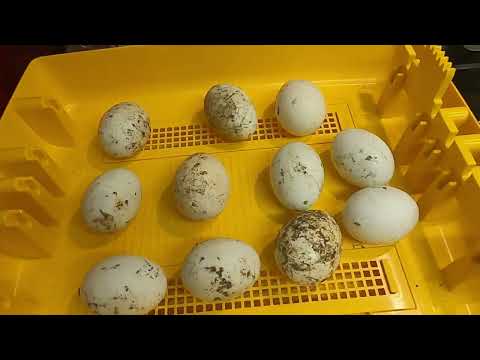 Hatching Duck Eggs - LOCKDOWN - Hatchalong with us - Day 25 Candle