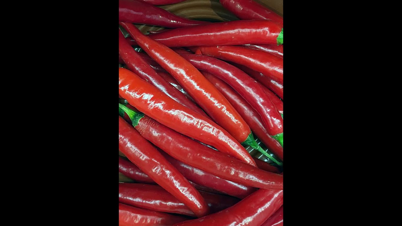 Red Chilli Free Stock Images