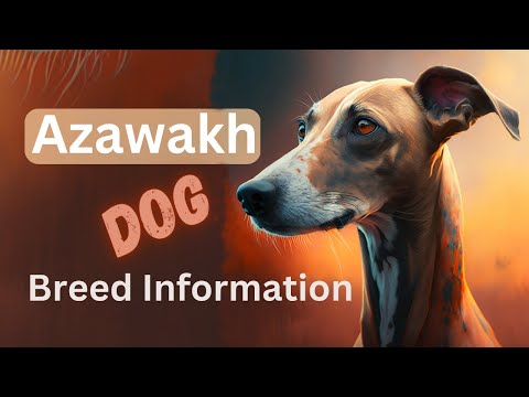 Azawakh - Dog Breed Information & Characteristics & Care