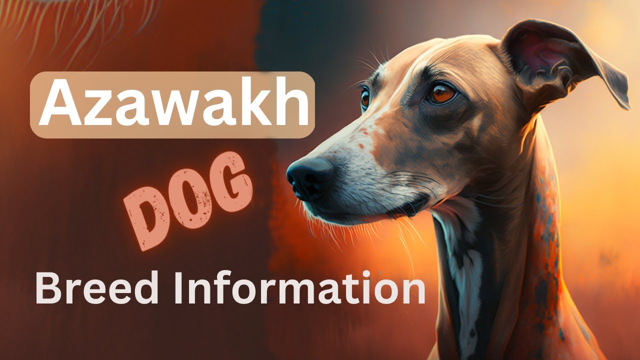 Azawakh - Dog Breed Information & Characteristics & Care