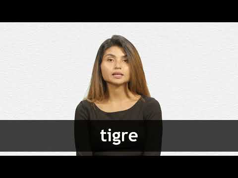 English Translation of “TIGRE” | Collins Spanish-English Dictionary