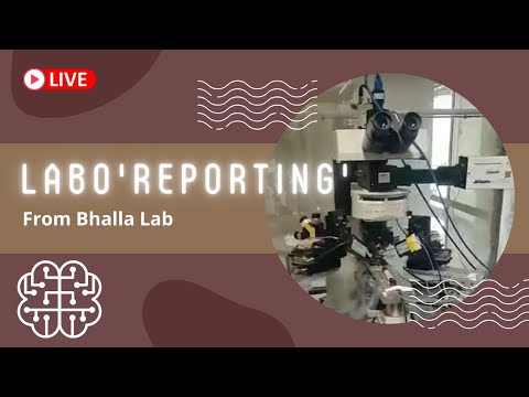 Labo'reporting': Live from NCBS Labs - Brain Awareness Week Special | Live from Bhalla lab