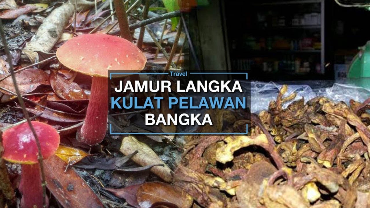 Kulat Pelawan, Jamur Langka dan Unik dari Bangka yang Harganya ...