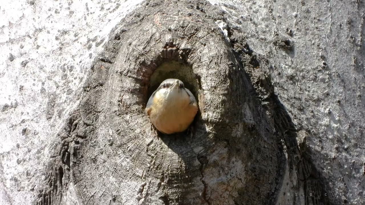 Nuthatch Nest Building