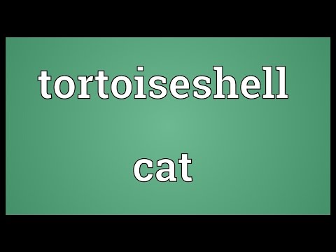 Tortoiseshell cat Meaning
