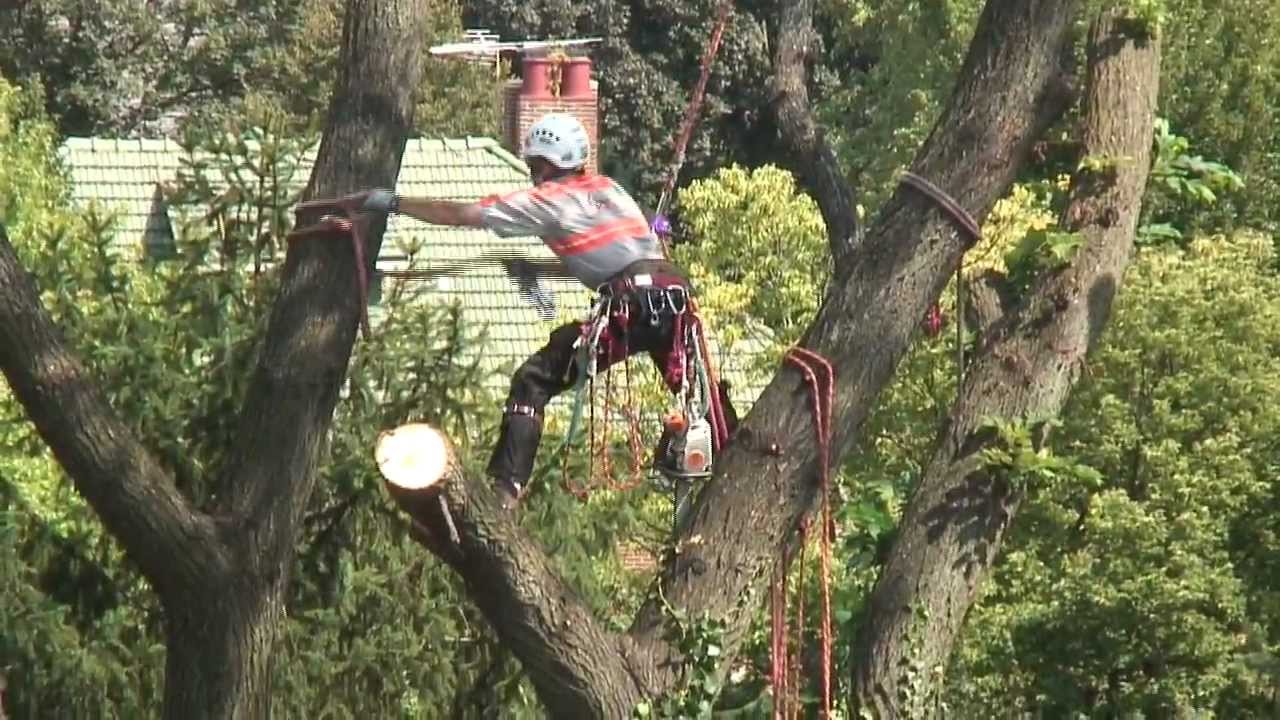 Kramer Tree Specialists Tree Removal