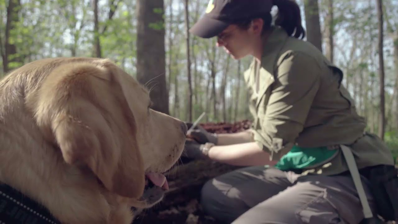 The Sniff That Saves