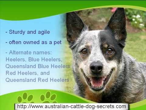 Australian Cattle Dog