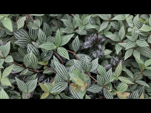 Peperomia Care — Plant One On Me — Ep 048