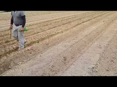 6/26/2018 Fisher Family Farms setting sweet potatoes