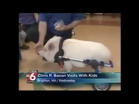 News anchor laughs uncontrollably about Chris P Bacon the pig