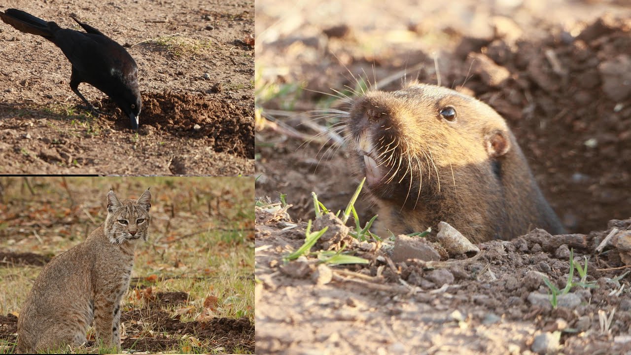 California Botta's Pocket Gopher: danger outside
