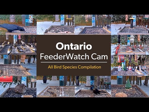 Ontario FeederWatch Cam: All Bird Species List