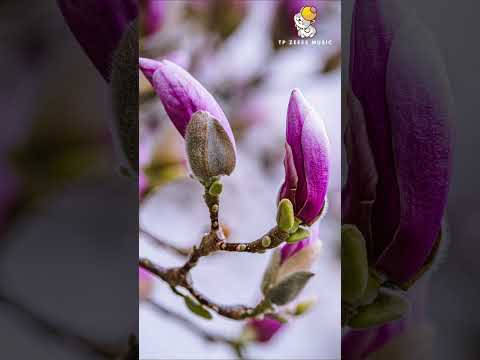 Flowers magnolia buds ~ lofi hip hop beats #lofi_chill_beats #lofi_hip_hop #lofi_chill_mix