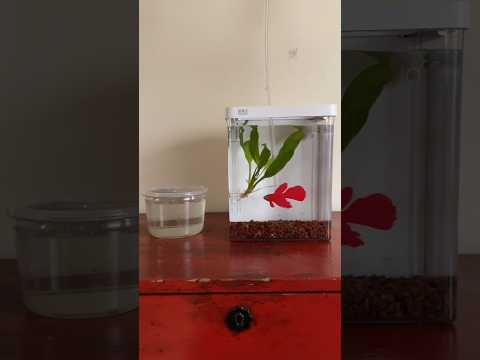 Research calls for higher betta fish standards