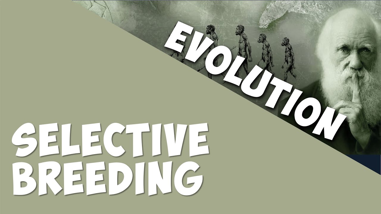 Selective Breeding | Evolution | Biology | AddyESchool