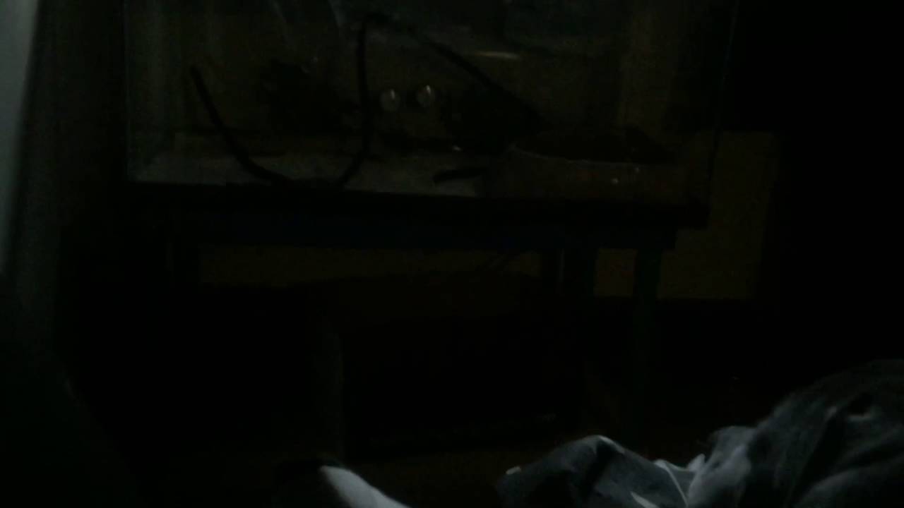 New ivory ball python unboxing LLLreptile