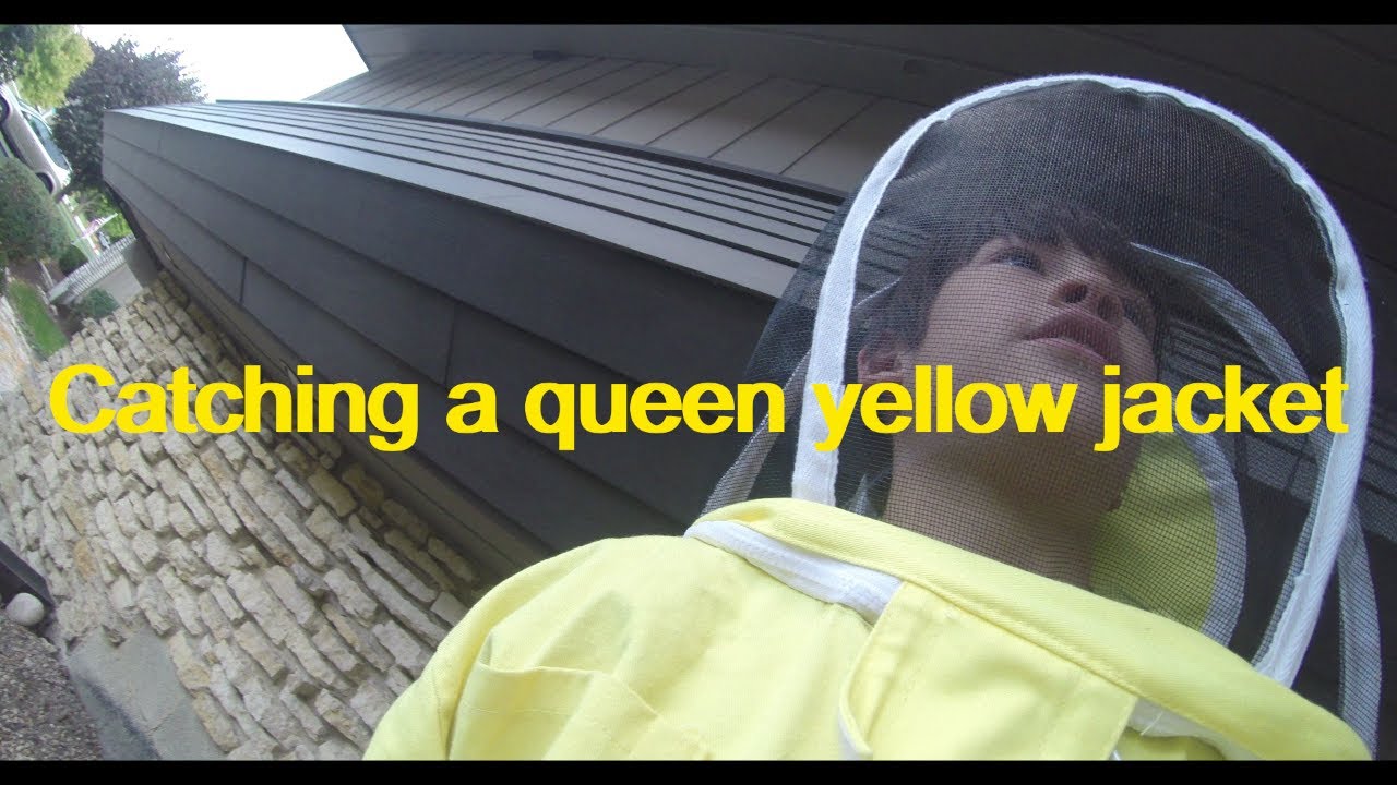 Capturing a Yellow Jacket Queen