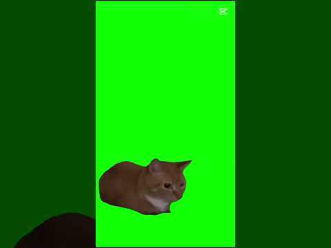 bouncy cat meme green screen